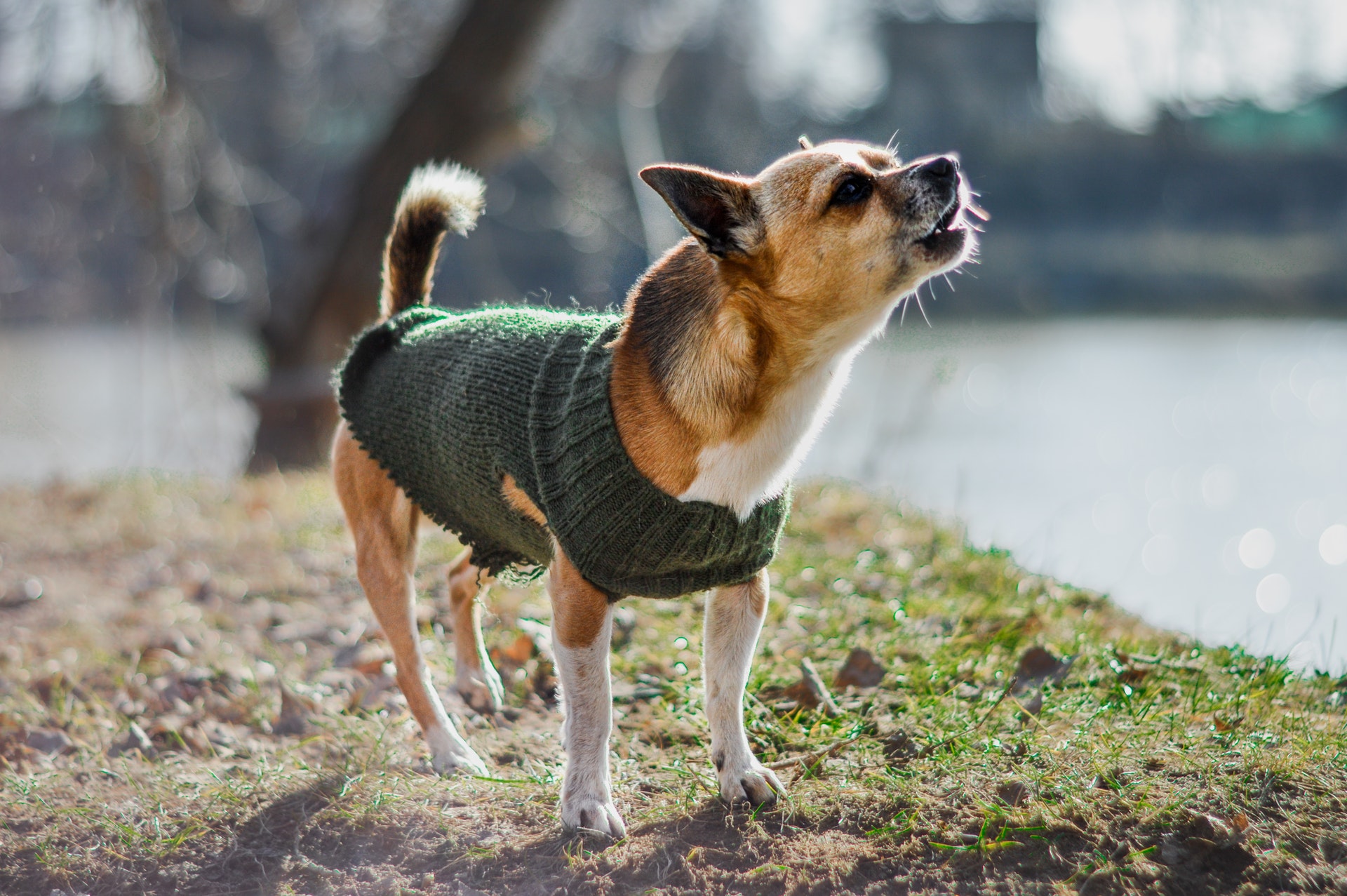 How Landlords Should Handle Problems With Pets HighGate How Landlords Should Handle Problems With Pets HighGate